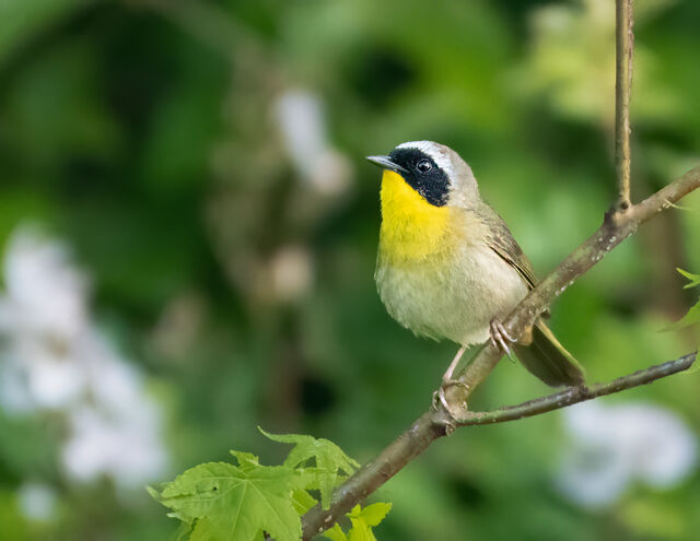 Common Yellowthroat