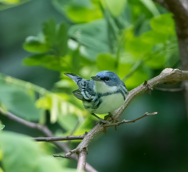 Cerulean Warbler