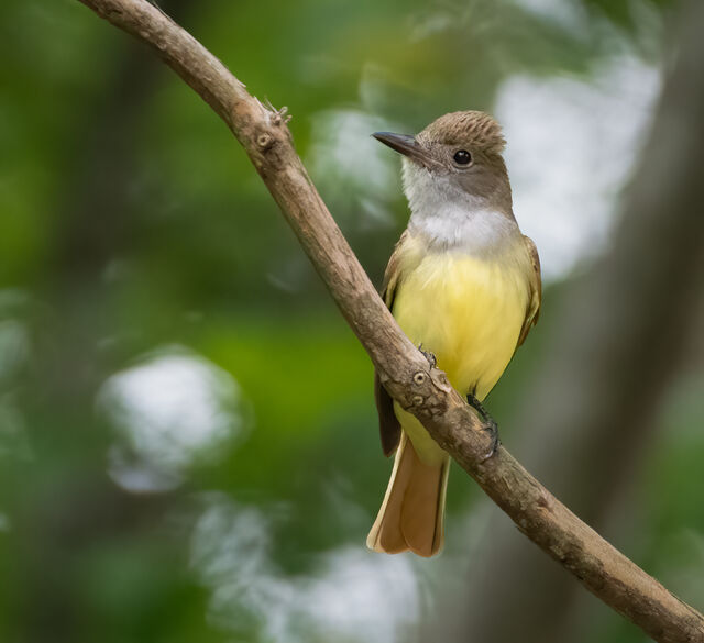Great Crested Flycatcher