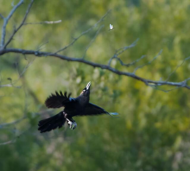 Common Grackle