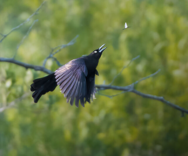 Common Grackle