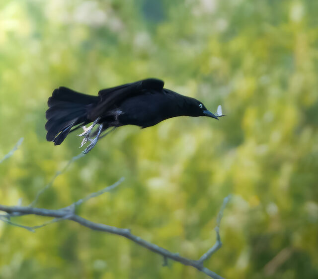 Common Grackle