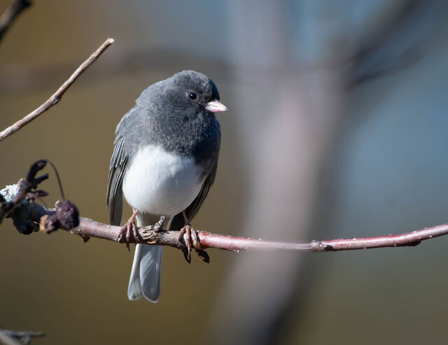 Dark-eyed Junco