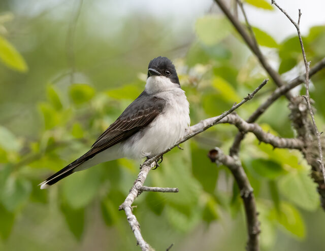 Eastern Kingbird