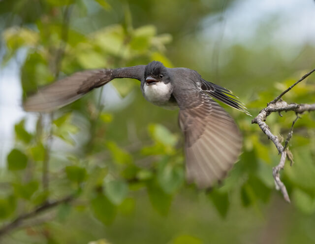 Eastern Kingbird