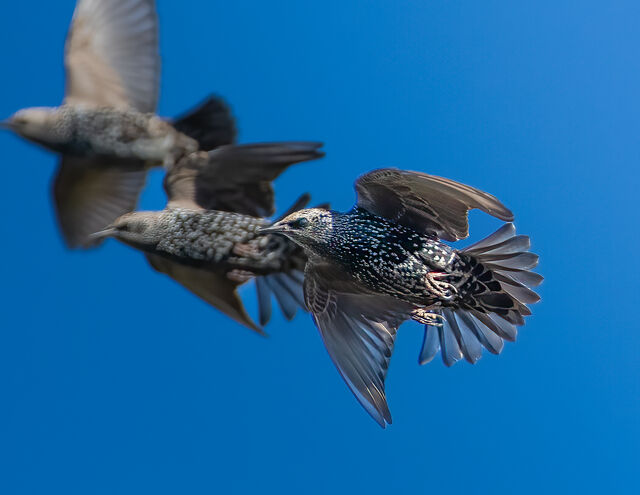 European Starling