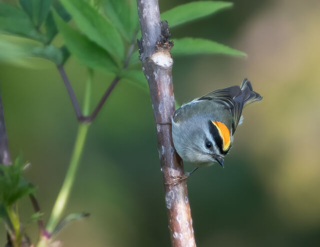Golden-crowned Kinglet