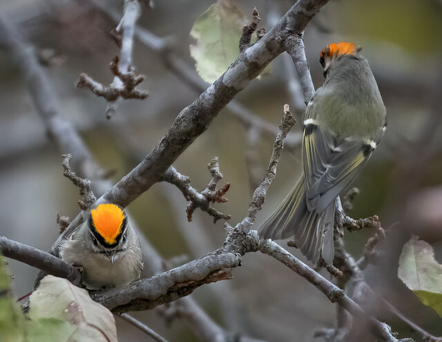 Golden-crowned Kinglet