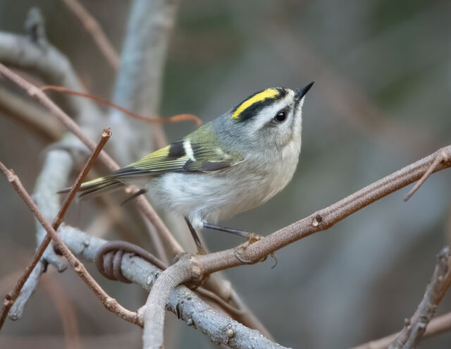 Golden-crowned Kinglet