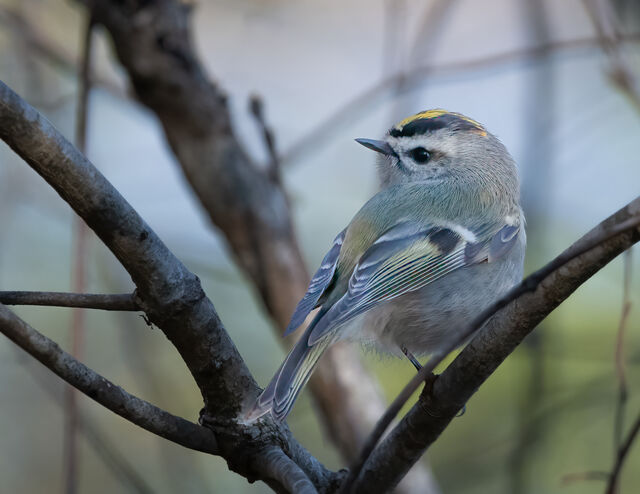 Golden-crowned Kinglet