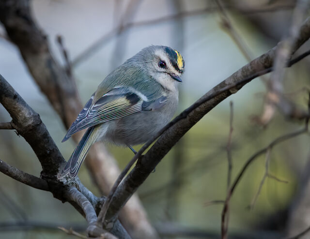 Golden-crowned Kinglet