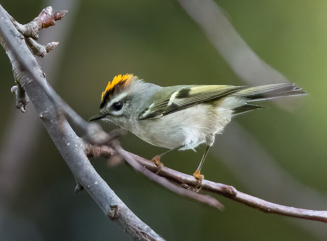 Golden-crowned Kinglet