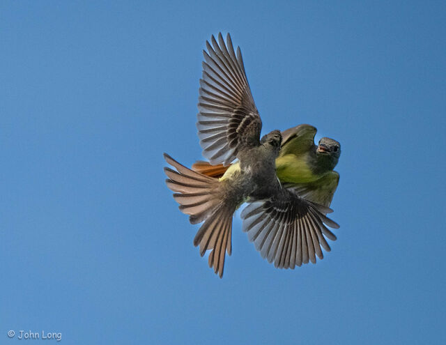 Great Crested Flycatcher