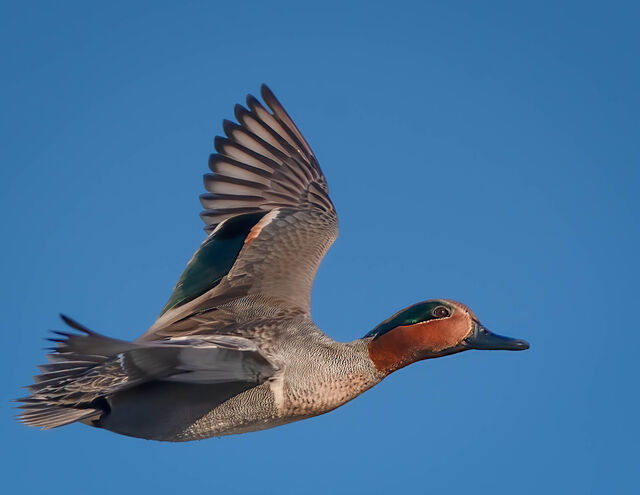 Green-winged Teal