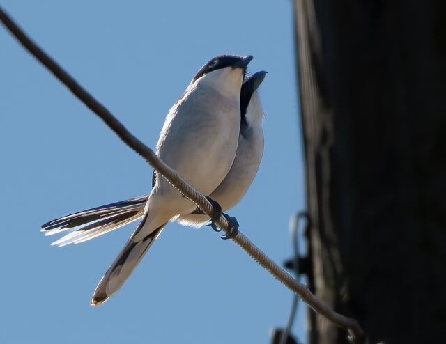 Loggerhead Shrike
