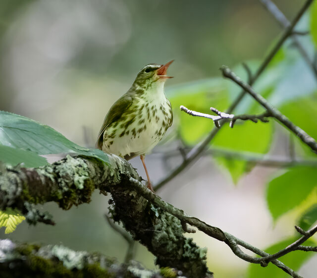Louisiana Waterthrush