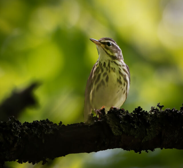 Louisiana Waterthrush