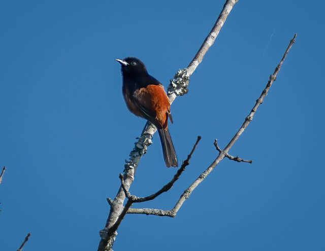 Orchard Oriole