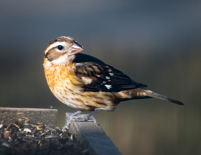 Rose-breasted Grosbeak