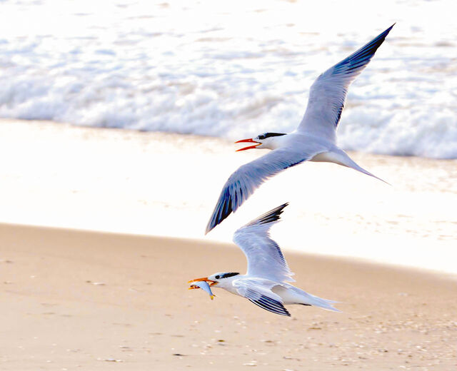 Royal Tern