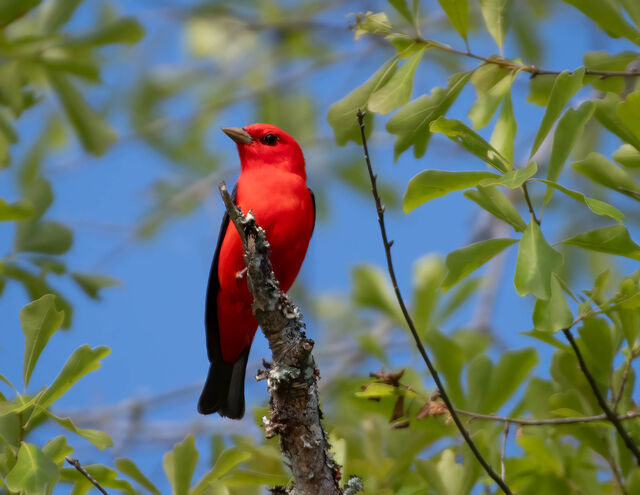 Scarlet Tanager