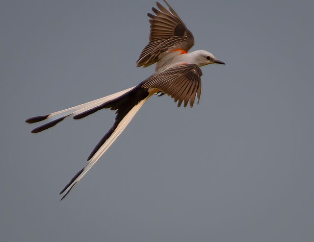 Scissor-tailed Flycatcher