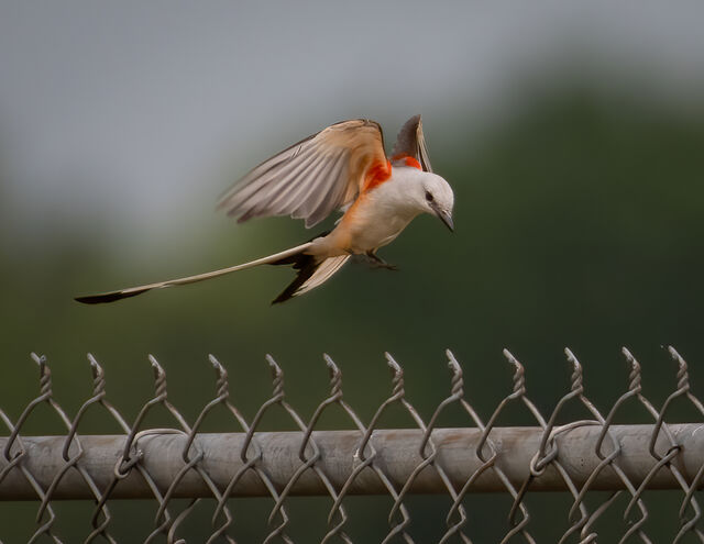 Scissor-tailed Flycatcher