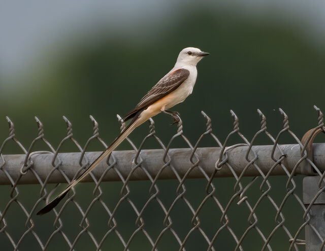 Scissor-tailed Flycatcher