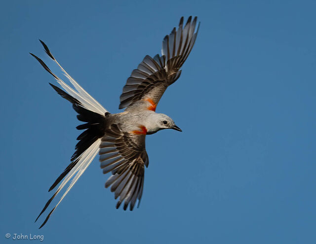 Scissor-tailed Flycatcher