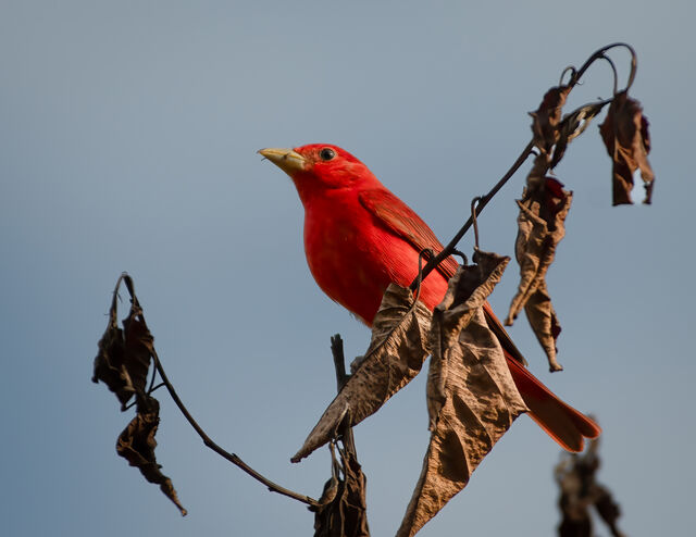 Summer Tanager