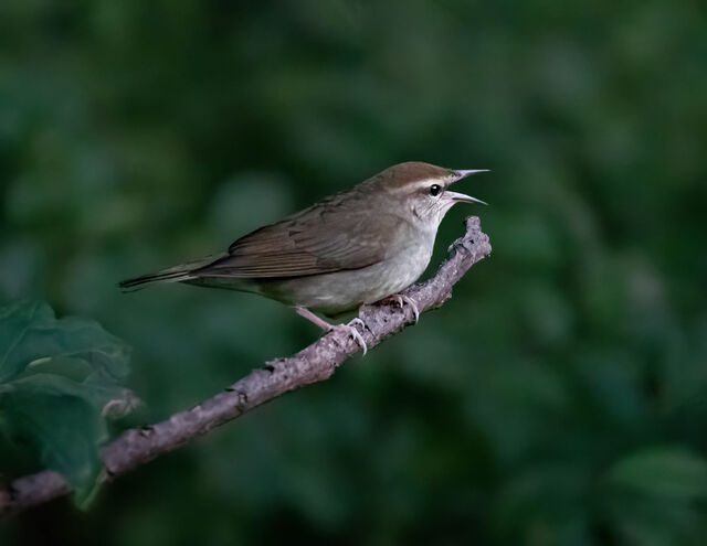 Swainson's Warbler