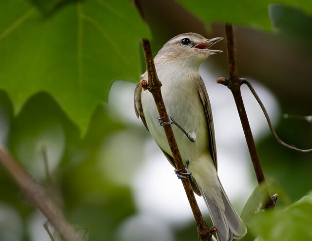 Warbling Vireo