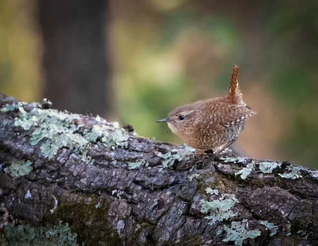 Winter Wren