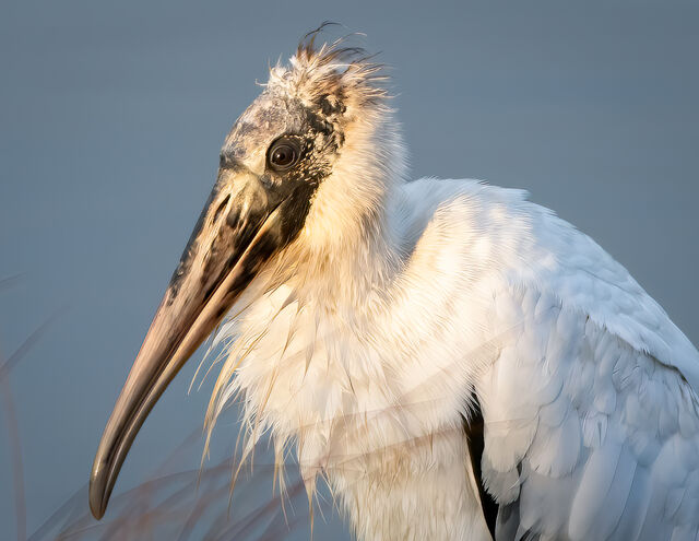 Wood Stork