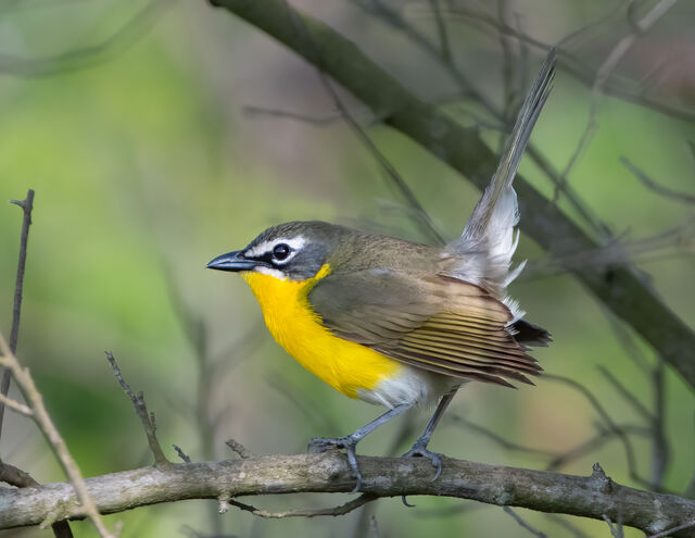 Yellow-breasted Chat