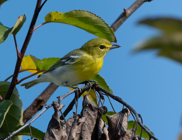 Yellow-throated Vireo