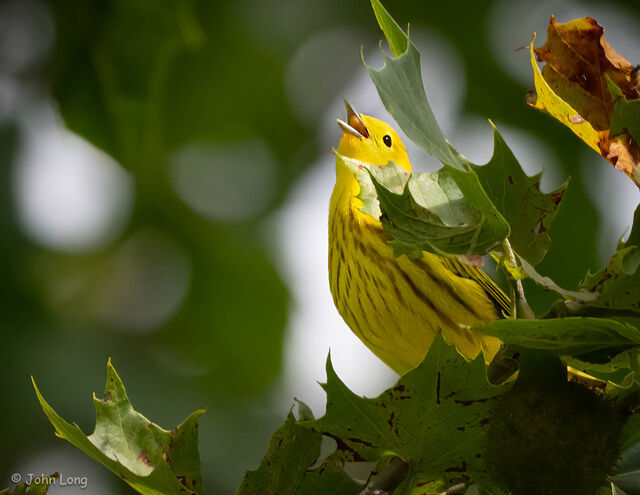 Yellow Warbler