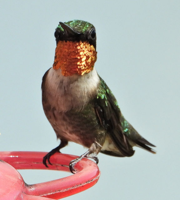 Ruby-throated Hummingbird