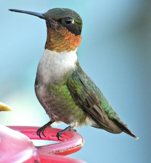 Ruby-throated Hummingbird