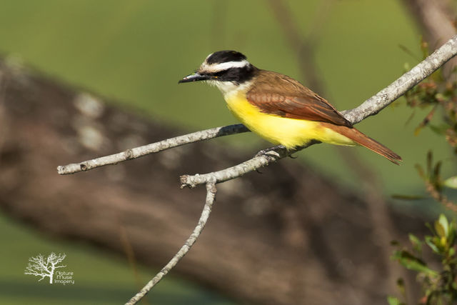 Great Kiskadee