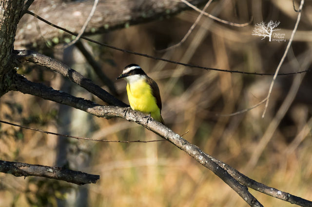 Great Kiskadee