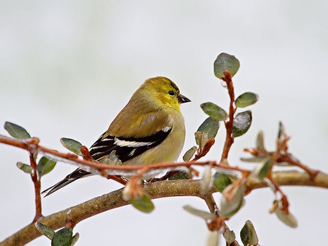 American Goldfinch
