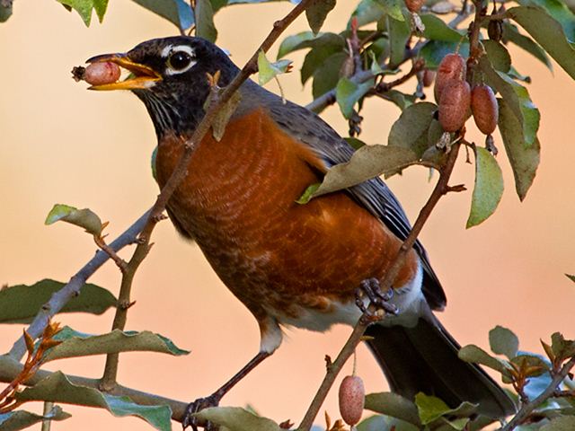 American Robin
