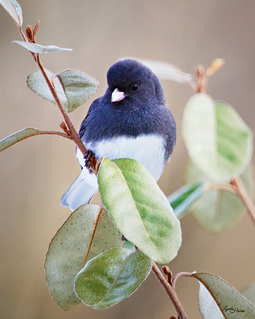 Dark-eyed Juncos