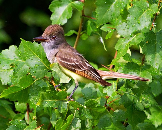 Great Crested Flycatchers