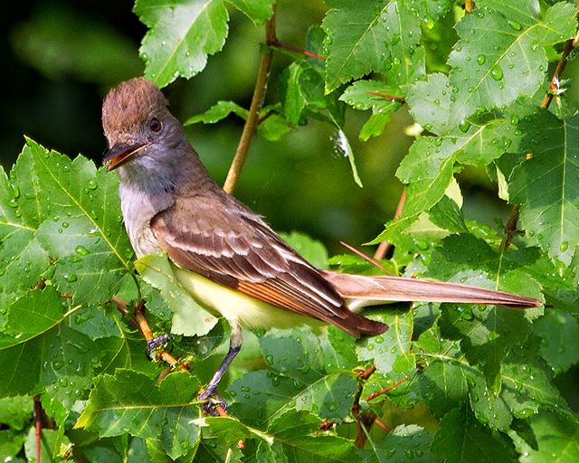 Great Crested Flycatchers