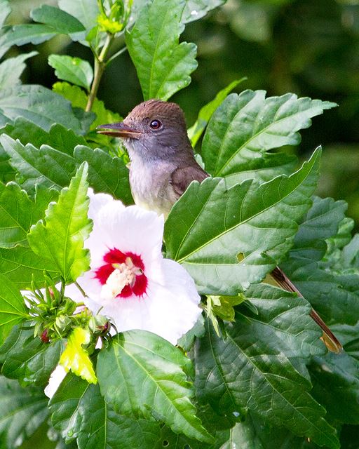 Great Crested Flycatchers