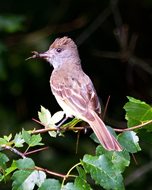 Great Crested Flycatchers