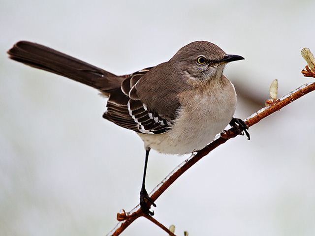 Northern Mockingbird