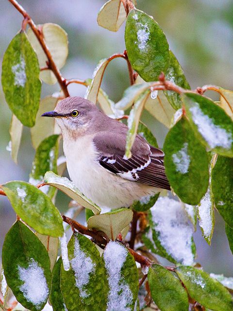 Northern Mockingbird